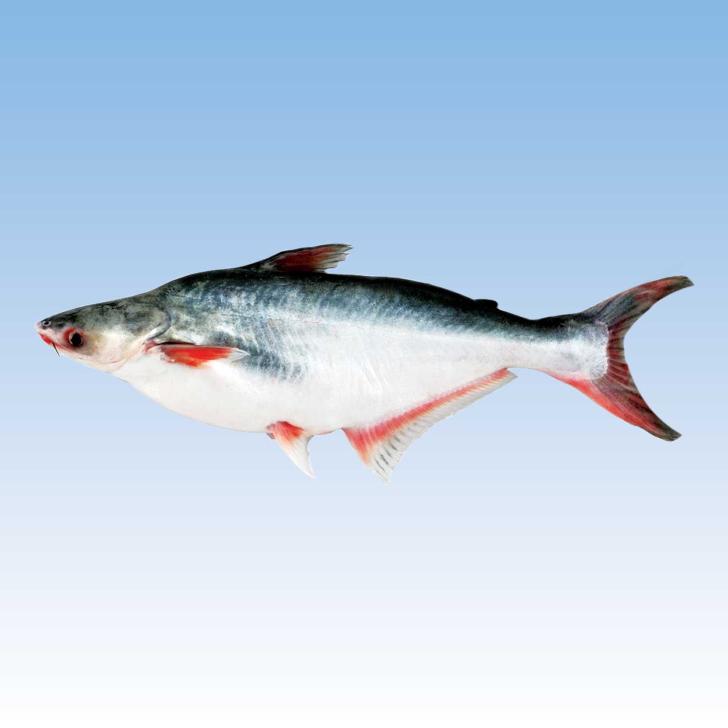 Pangush Gutted 1~2 kg Own Farmed Fish